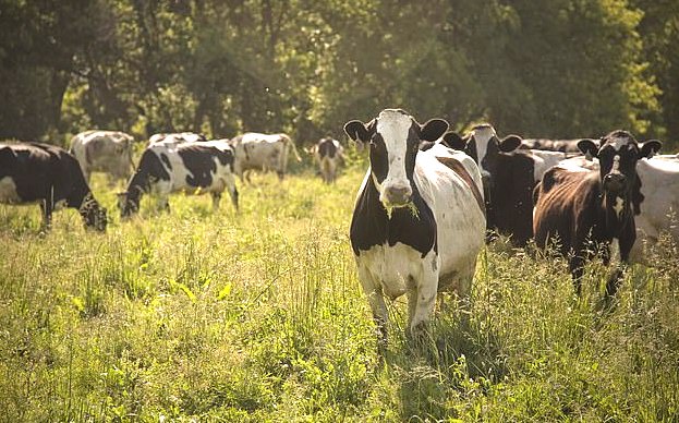 FDA approves GMO Cattle for Food - Organic Insider