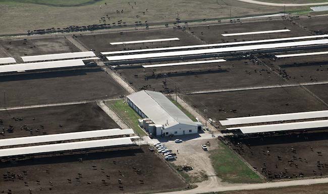 Aurora Dairy Plans to Open Factory Housing 7,000 “Organic” Heifers ...